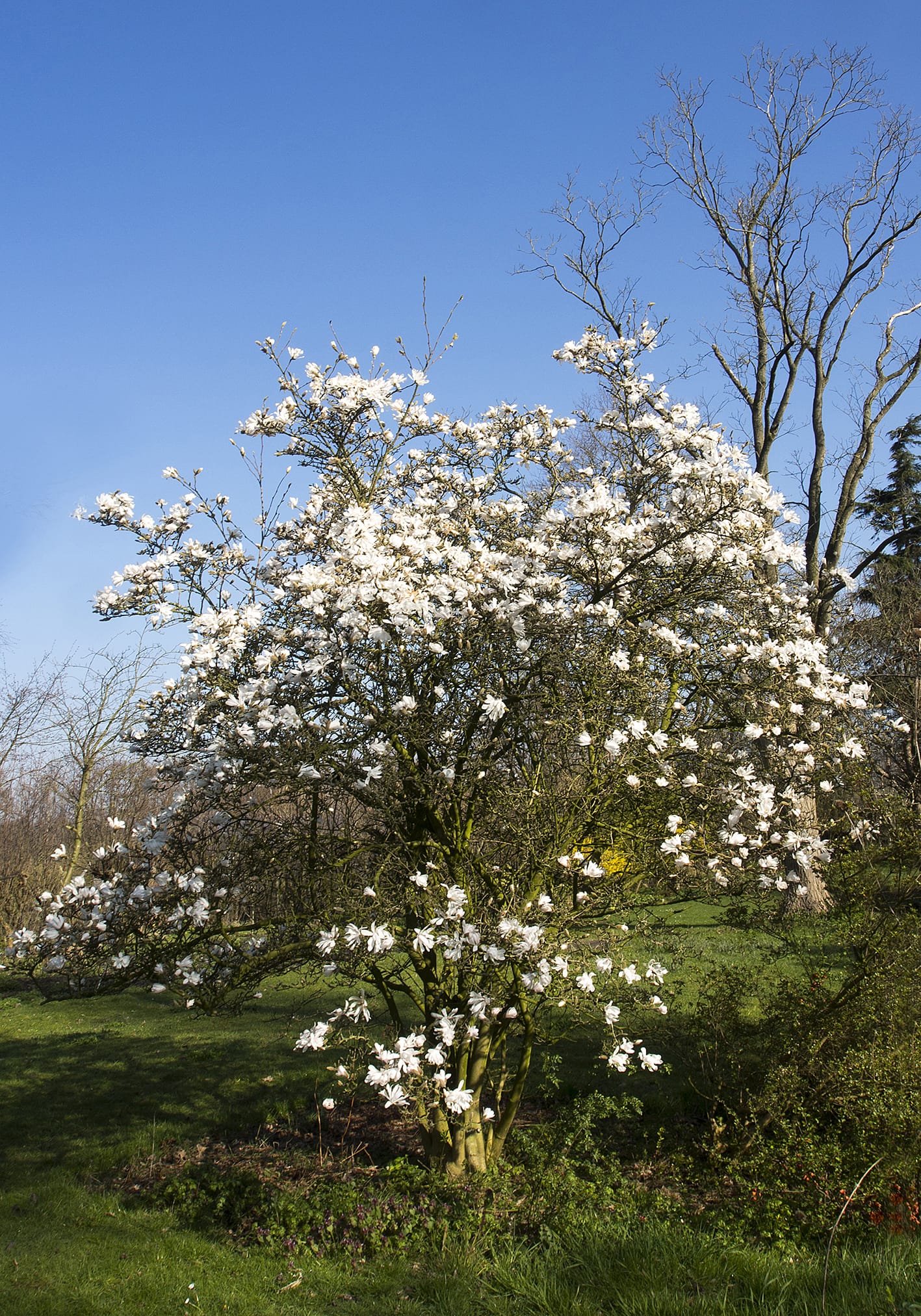 Tuin van Bram de Groote - Open Dag op eerste paasdag - Nieuwe Meerbode