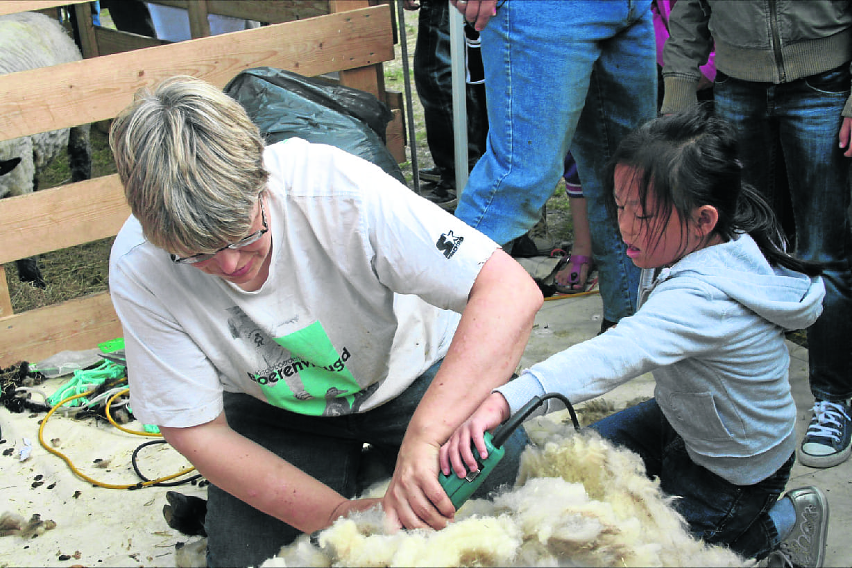 Schaap scheren op de kinderboerderij - Nieuwe Meerbode