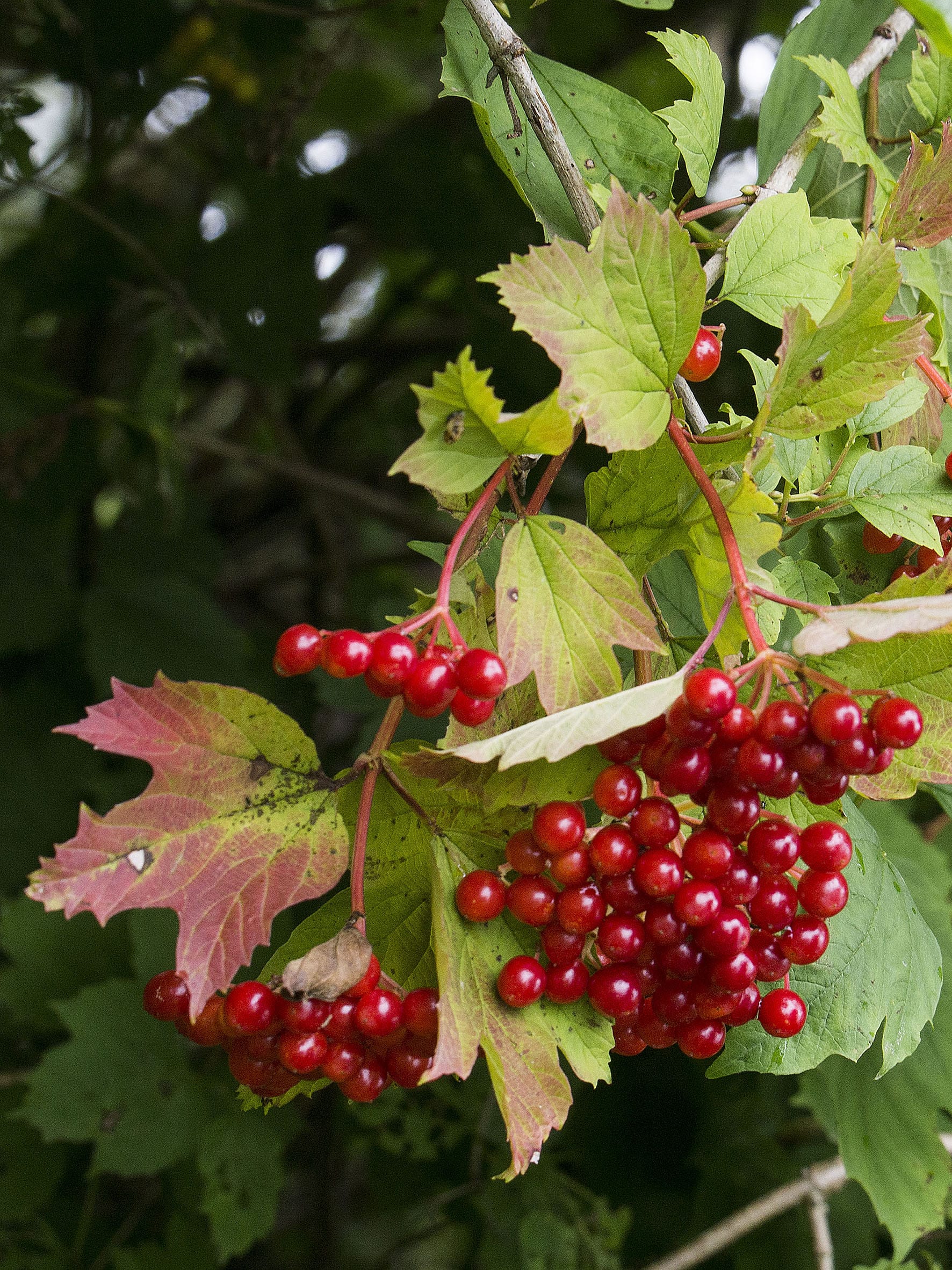 Zondag open dag Tuin Bram de Groote - Nieuwe Meerbode