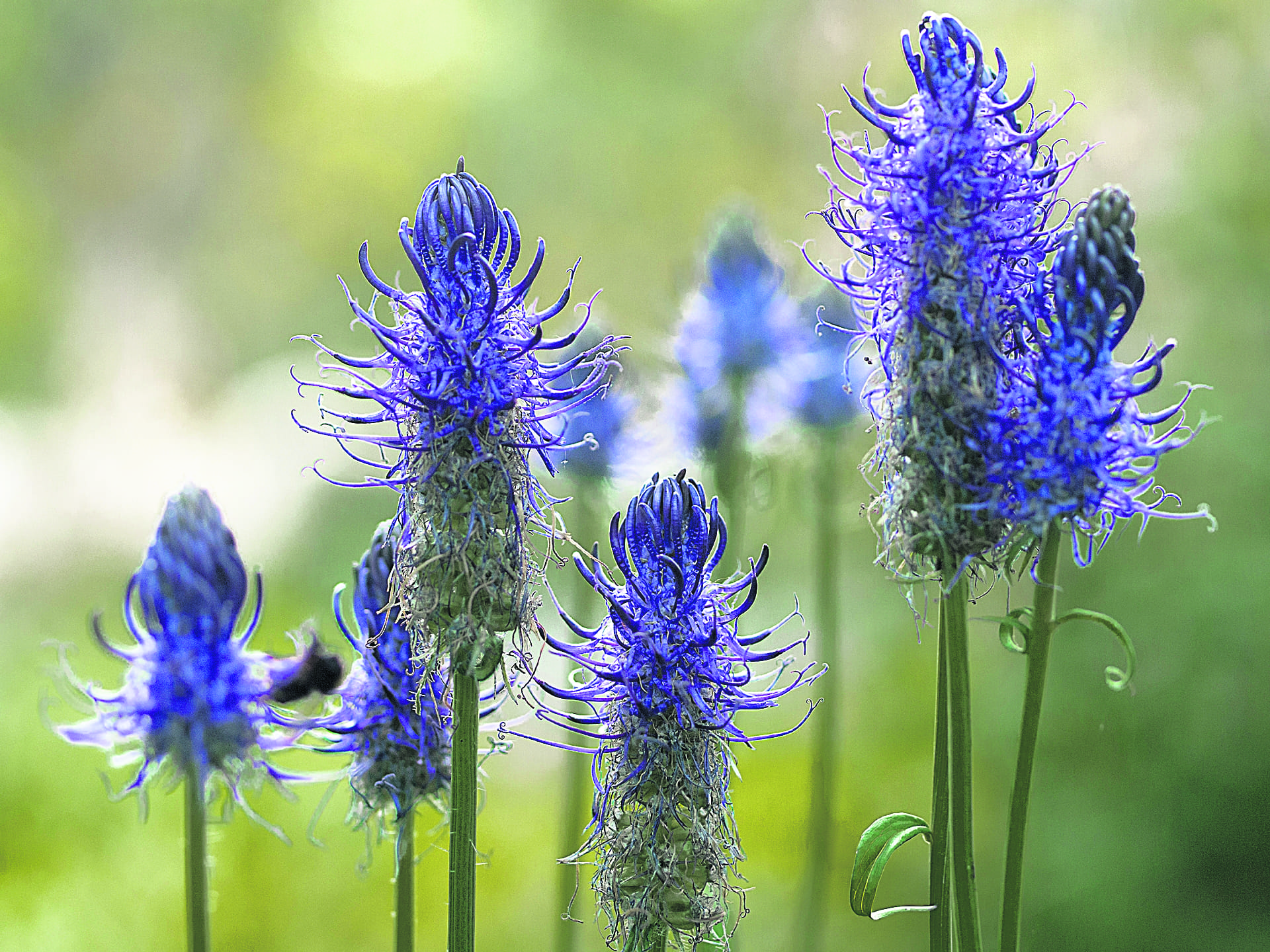 Zondag open dag Tuin Bram de Groote - Nieuwe Meerbode