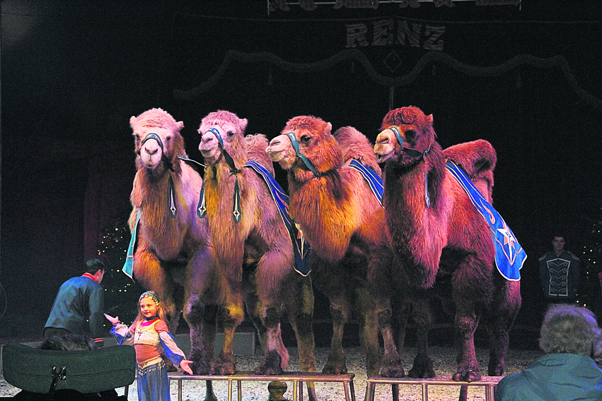 Circus Renz zet tent op in Nieuw-Vennep - Nieuwe Meerbode