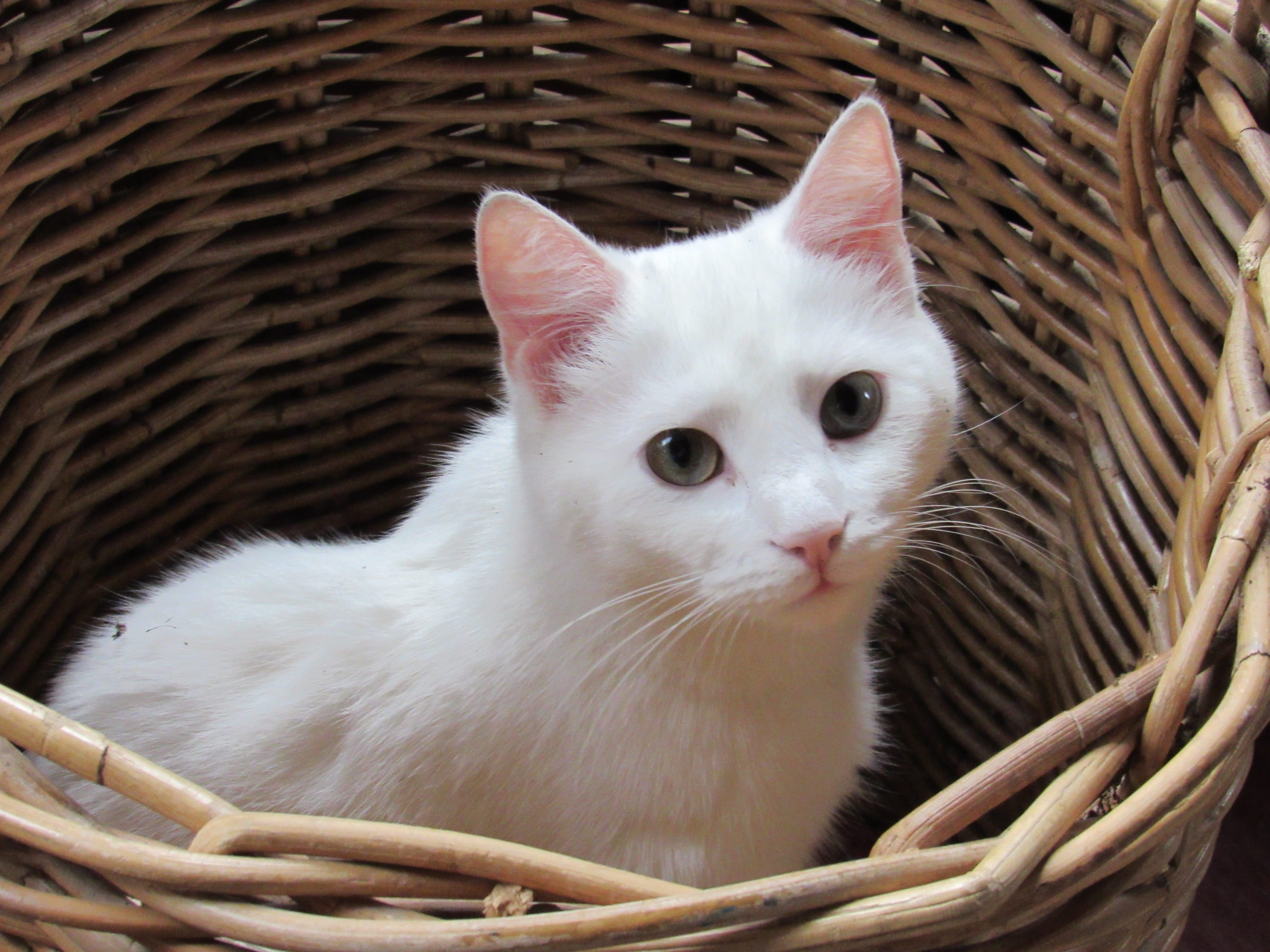 Poes Bloem wordt vermist - Nieuwe Meerbode