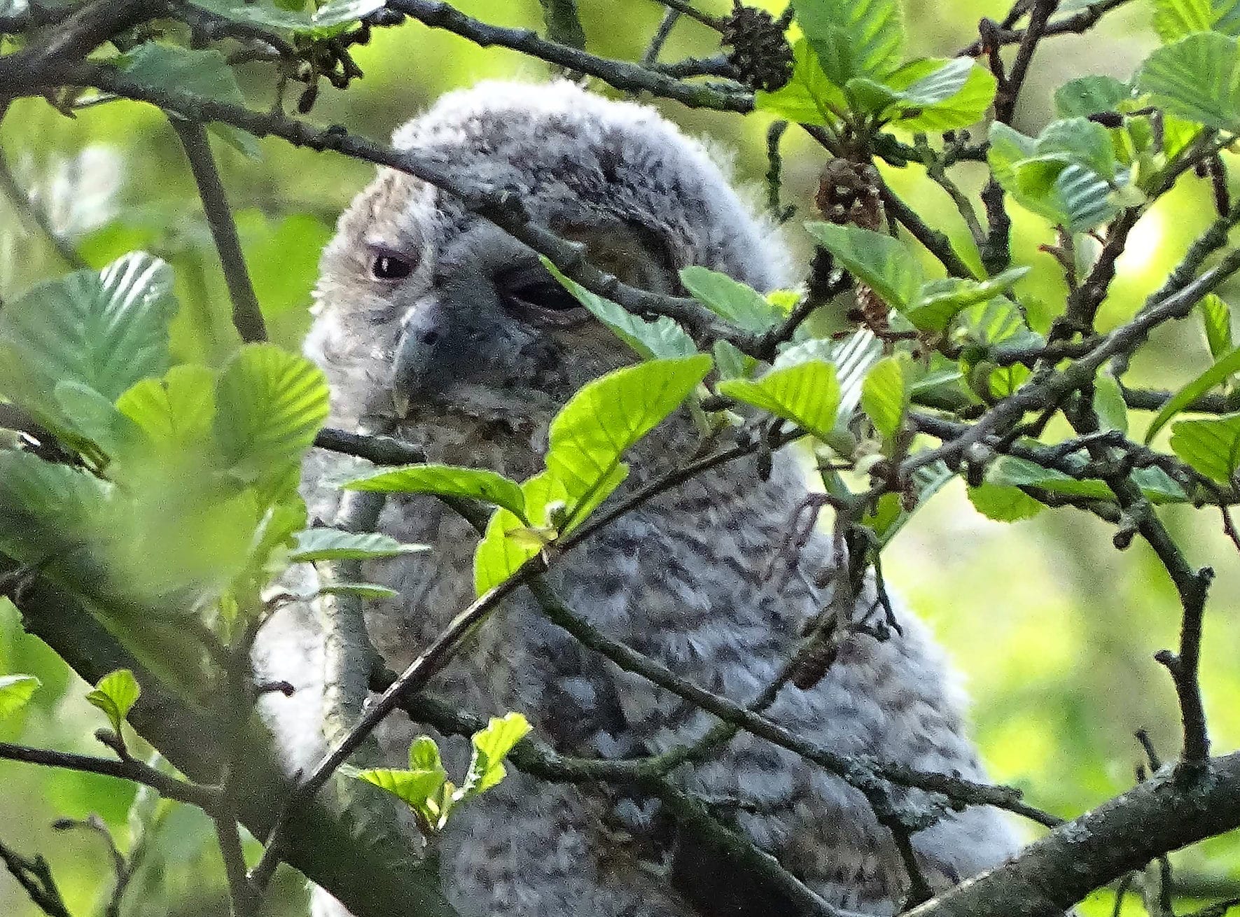 Jonge uilen in Tuin Bram de Groote - Nieuwe Meerbode