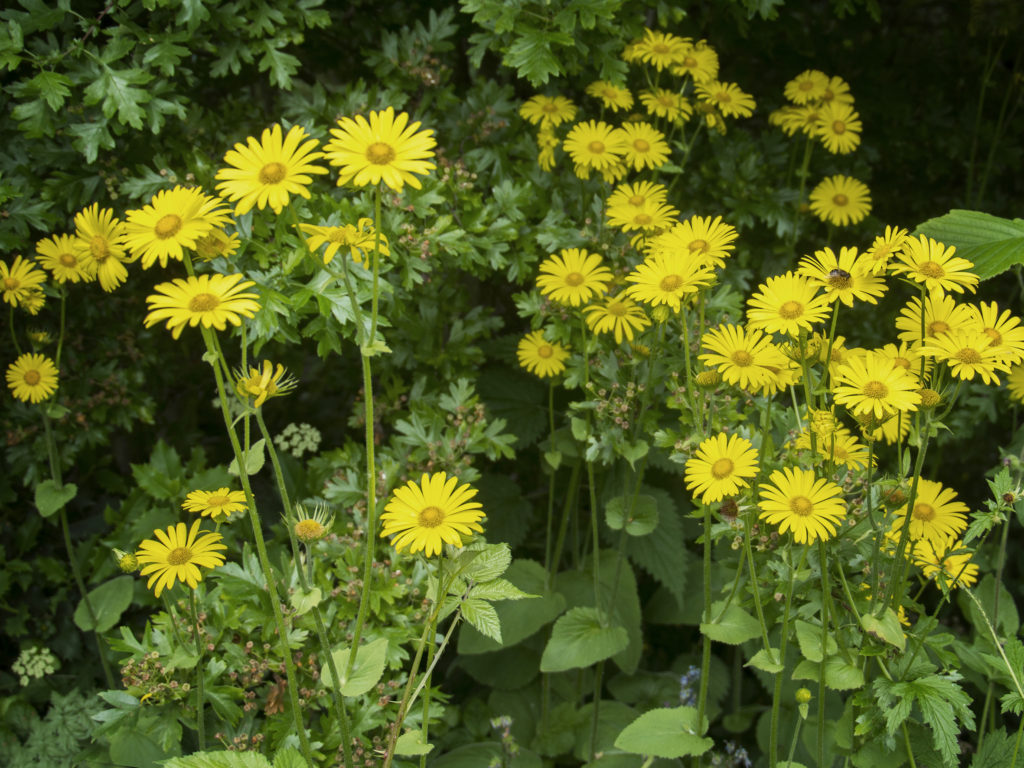 Open dag Tuin Bram de Groote - Nieuwe Meerbode