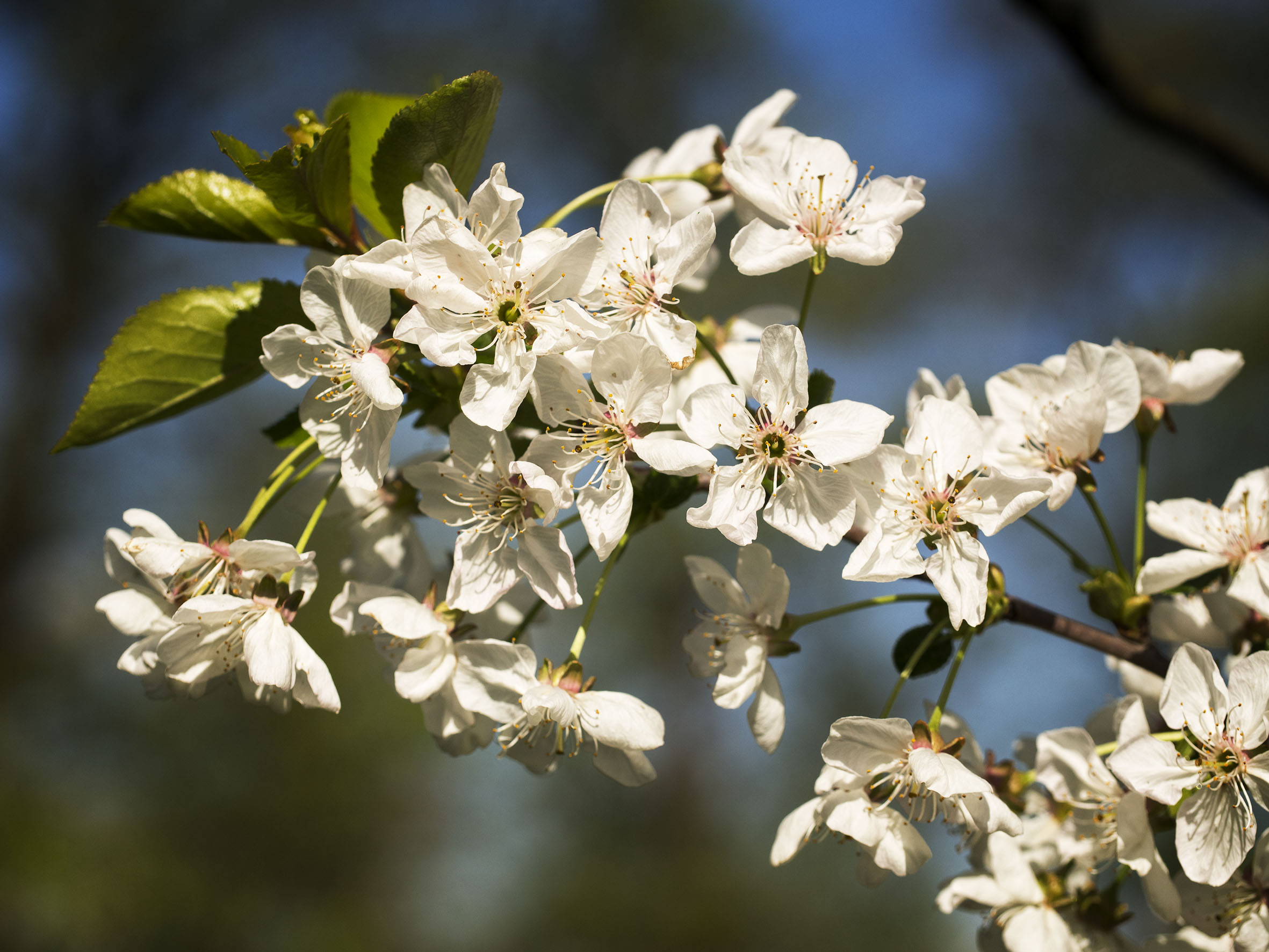 Open dag Tuin Bram de Groote - Nieuwe Meerbode