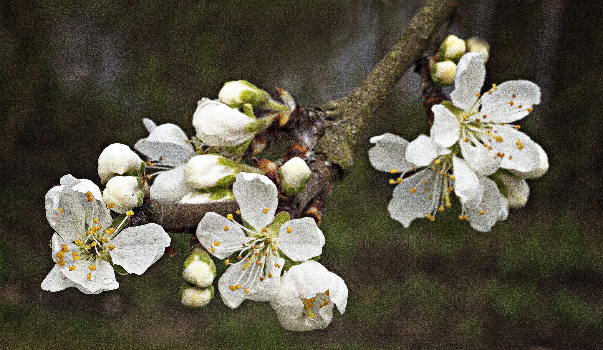 Eerste open dag Tuin Bram de Groote - Nieuwe Meerbode
