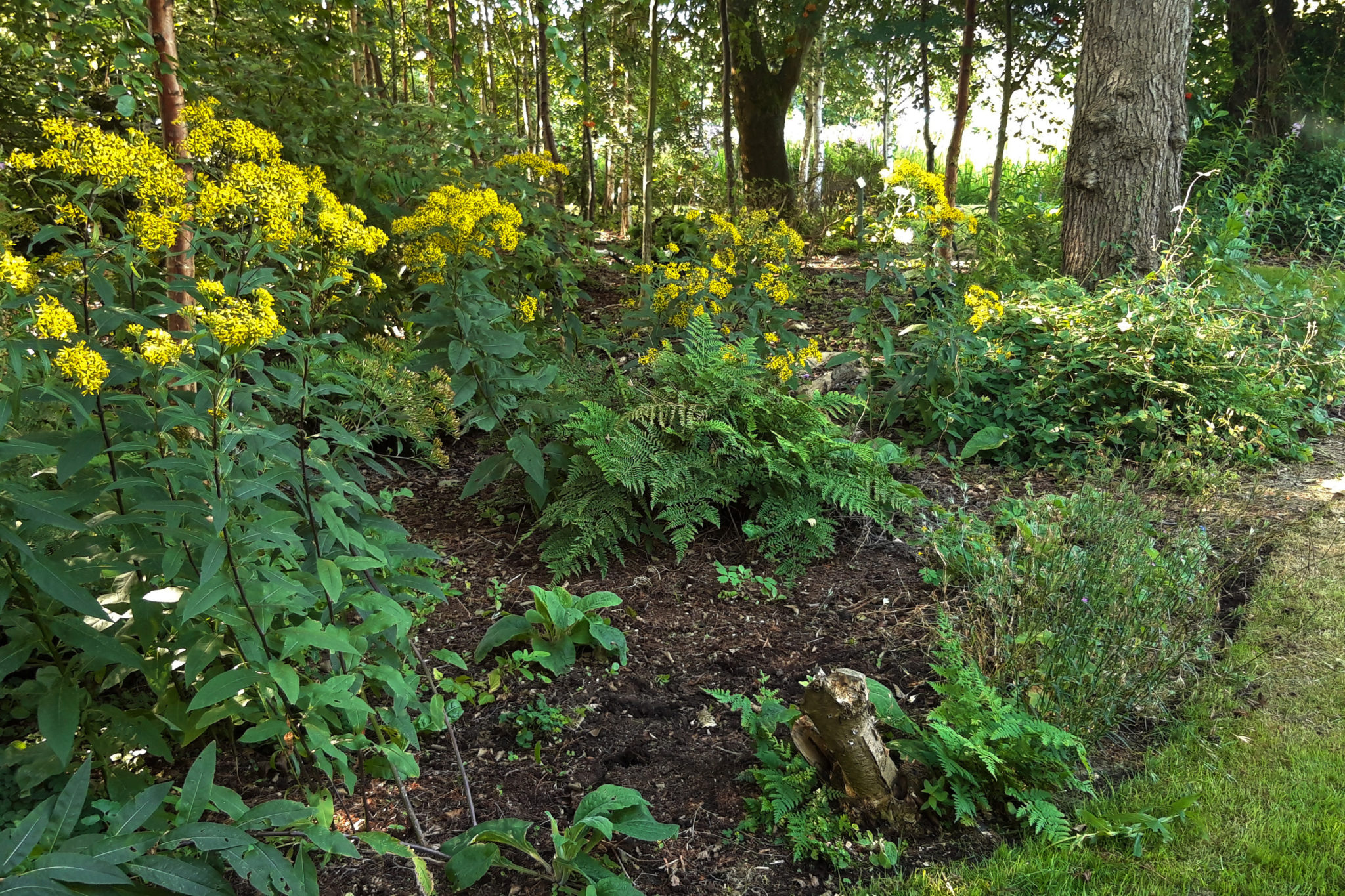 Natuurverhalen in Tuin Bram de Groote - Nieuwe Meerbode
