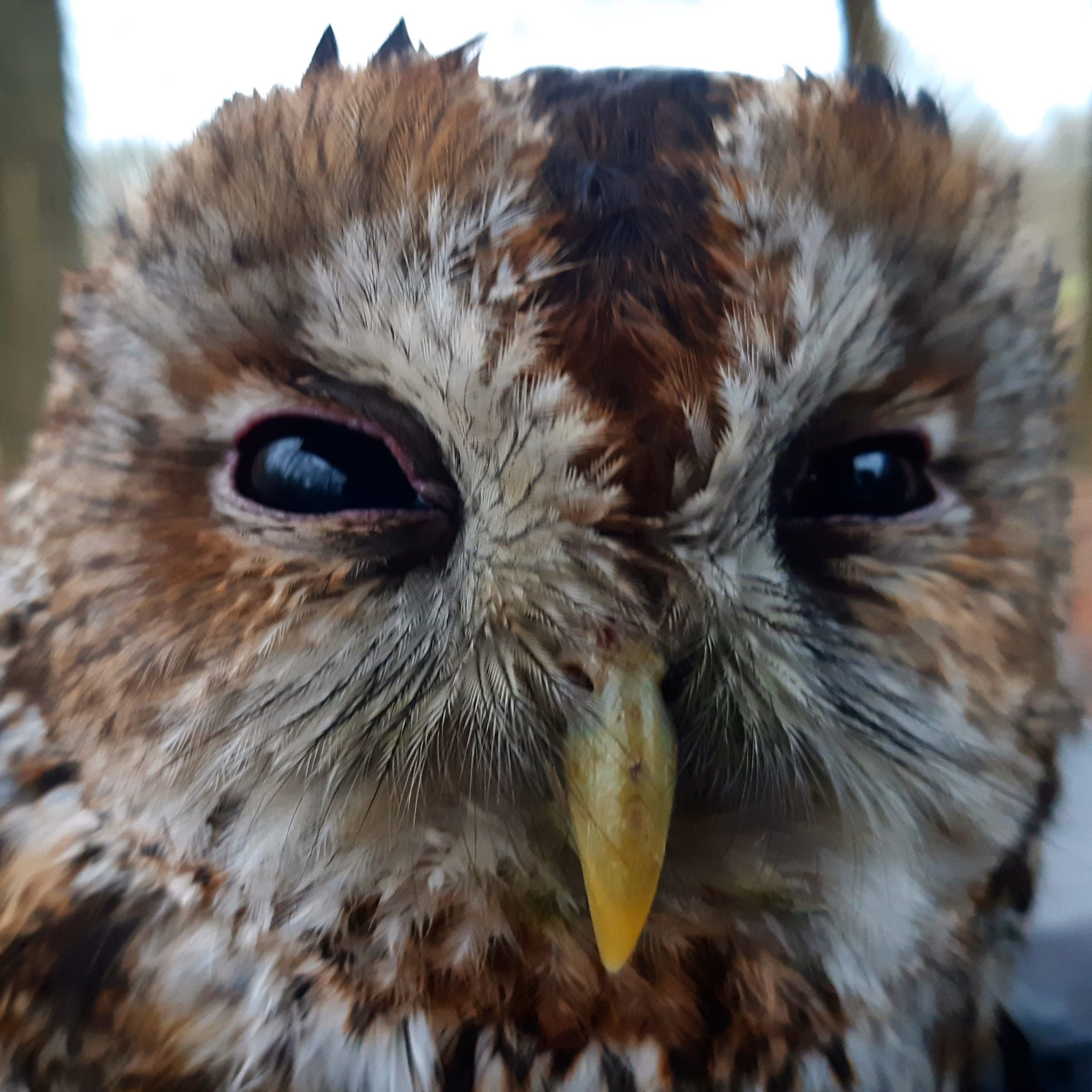 'Uilen van de wereld' in De Boswinkel - Nieuwe Meerbode