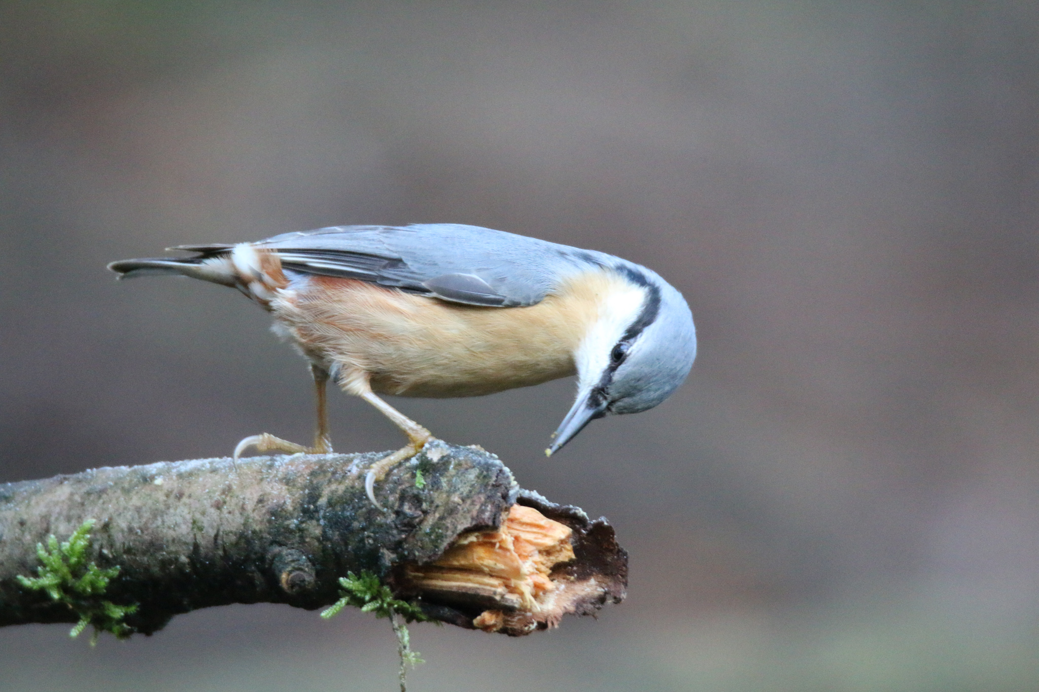 Vogels in de natuur: De Boomklever - Nieuwe Meerbode