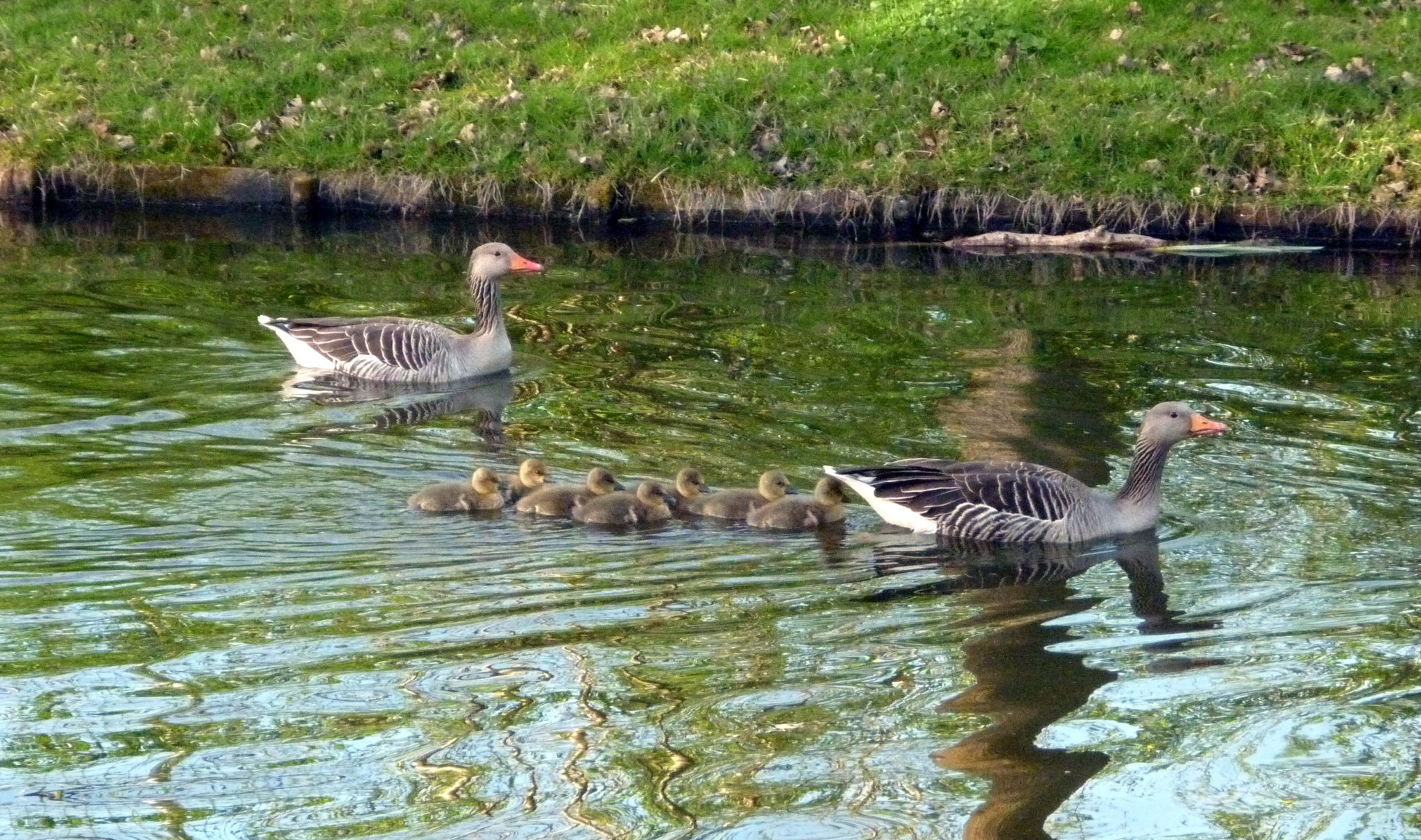 Jonkies voor ganzen in het Hornmeerpark - Nieuwe Meerbode