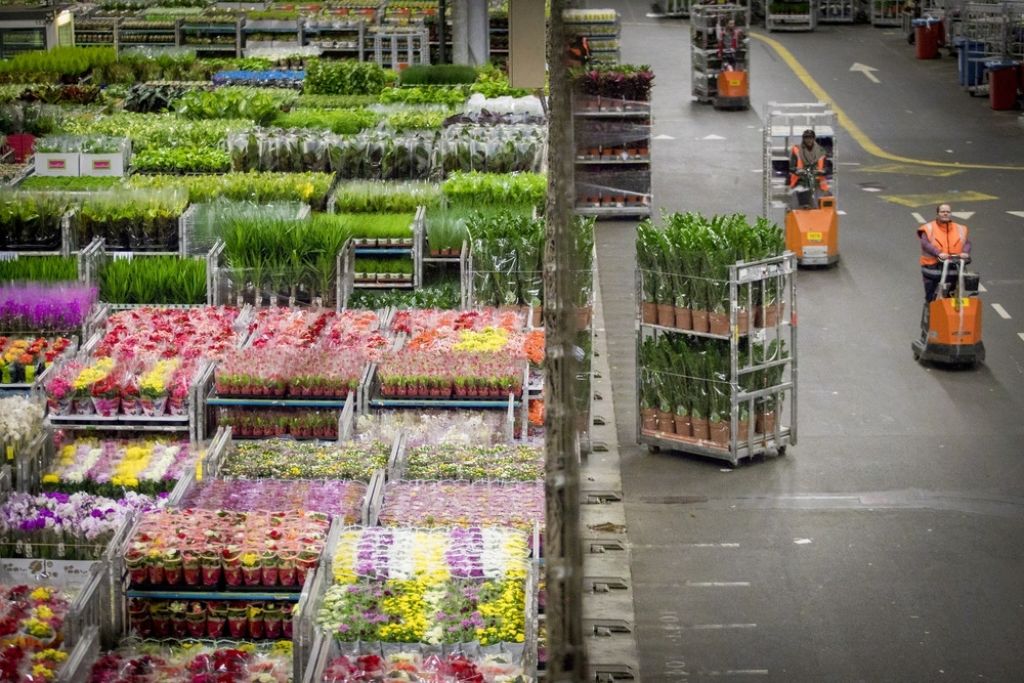 Royal FloraHolland: "2023 jaar met twee gezichten" - Nieuwe Meerbode