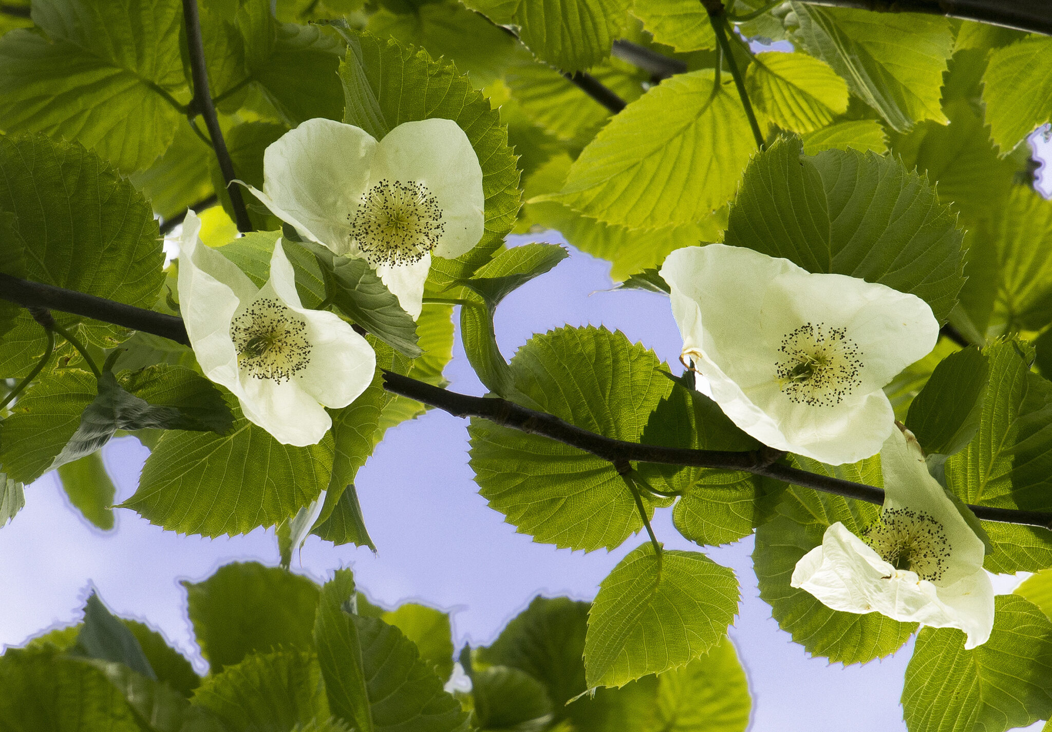 Open middag in natuurtuin Bram de Groote - Nieuwe Meerbode