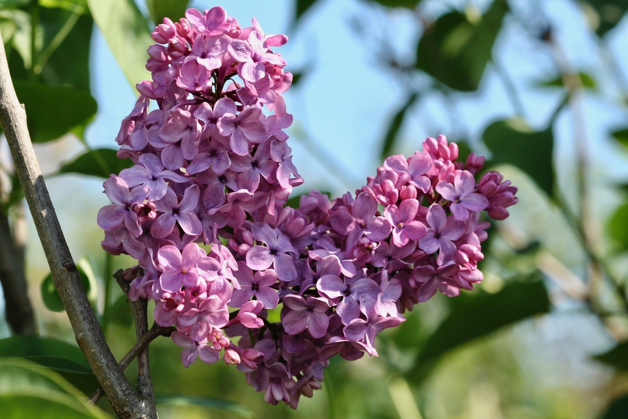 Seringenteelt in beeld tijdens 'Jaar van de Sering' - Nieuwe Meerbode