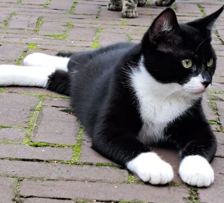 Vermist uit Freesialaan: Kater Simba - Nieuwe Meerbode