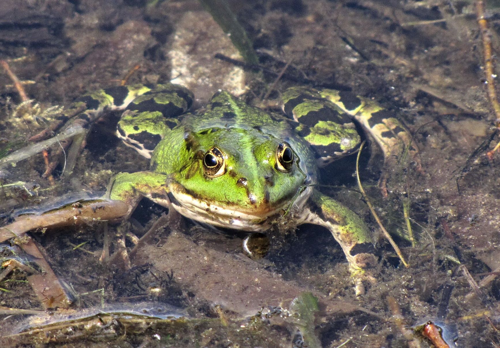 Op zoek naar kikkers op Buitenplaats Leyduin - Oozo.nl
