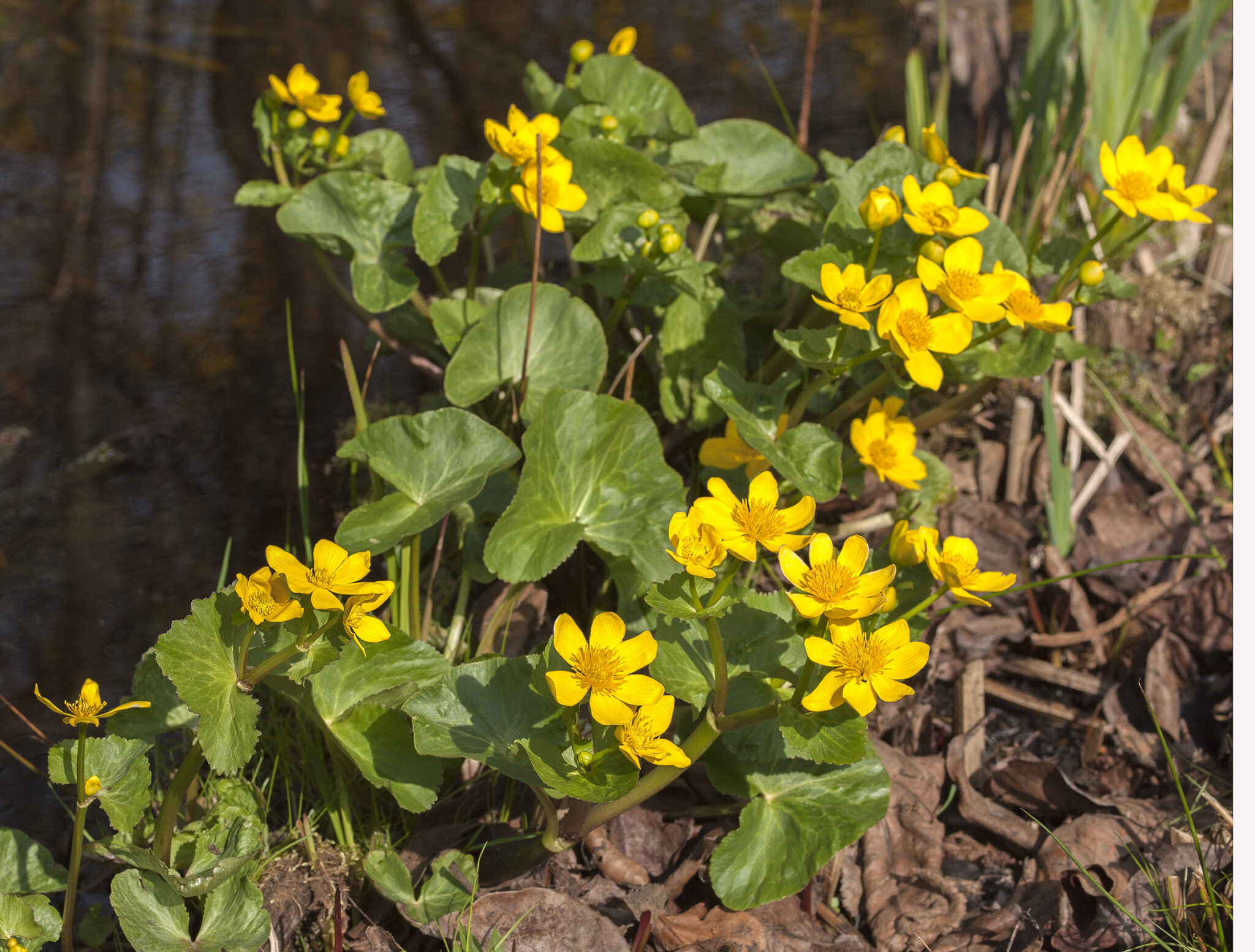Open middag Tuin Bram de Groote Uithoorn - Nieuwe Meerbode