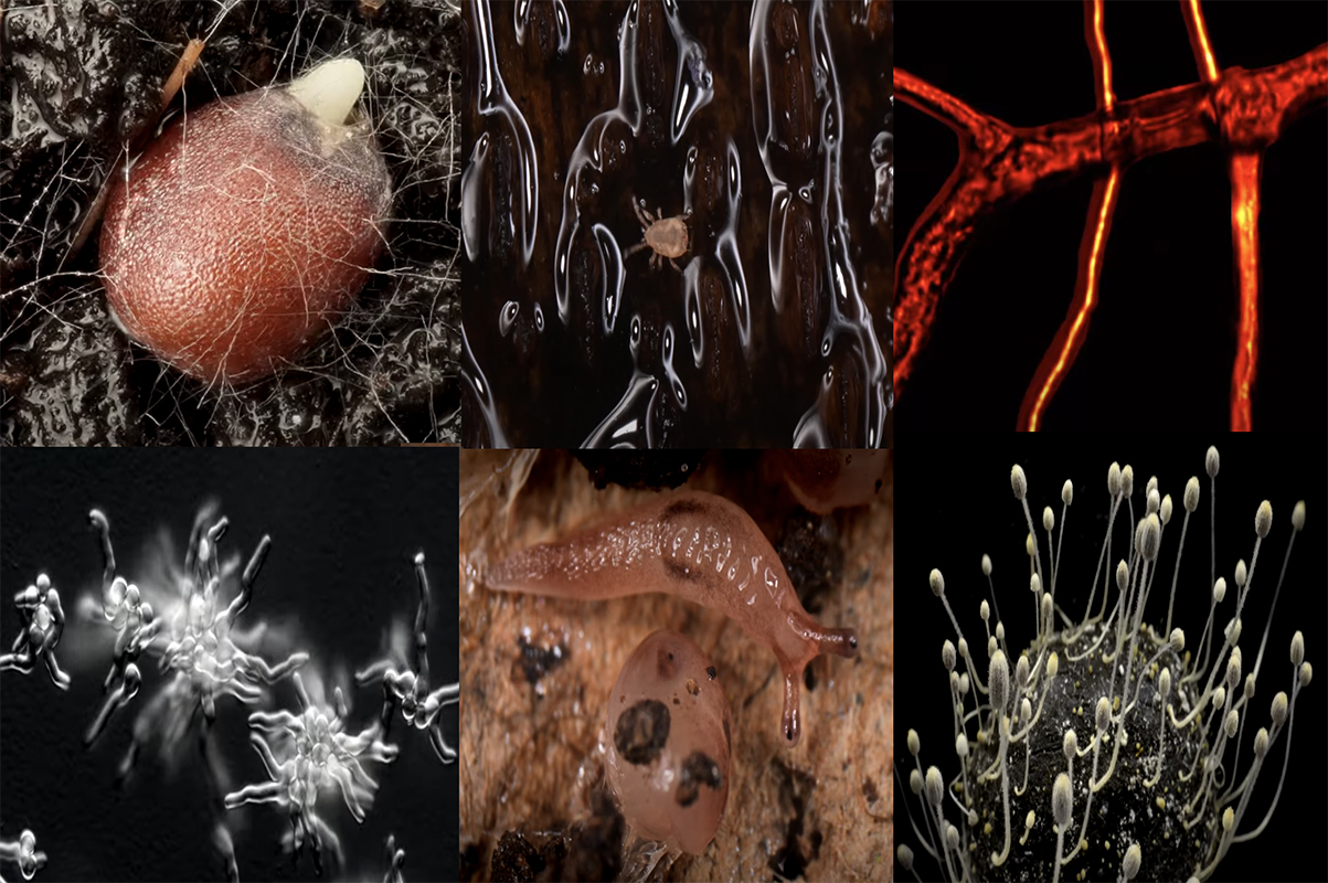 Lezing 'Onder het maaiveld' bij De Groene Venen - Nieuwe Meerbode