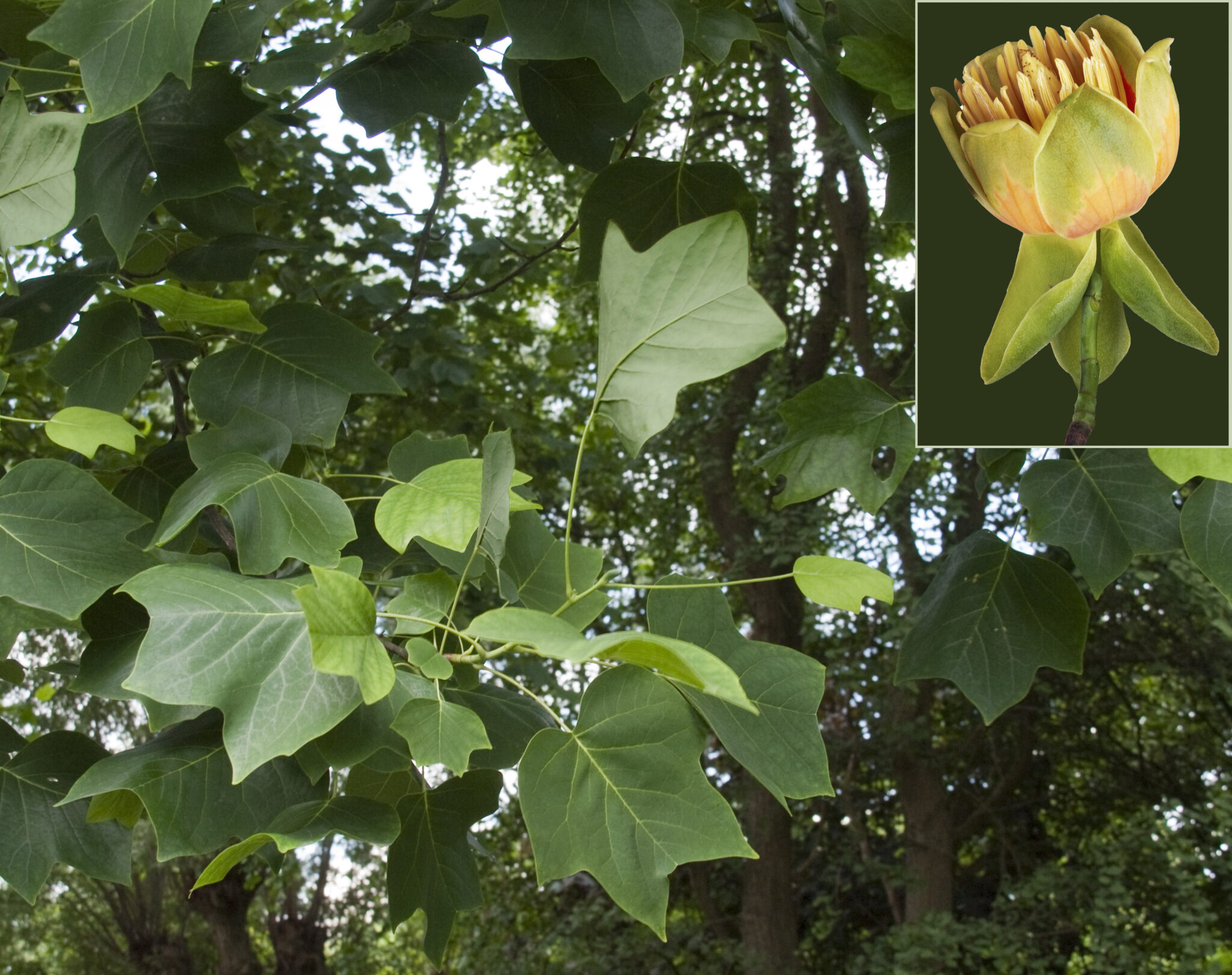 Open dag Tuin Bram de Groote - Nieuwe Meerbode