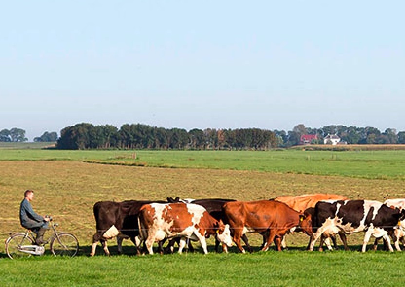 Boeren en tuinders pakken uit in de zomer - Nieuwe Meerbode