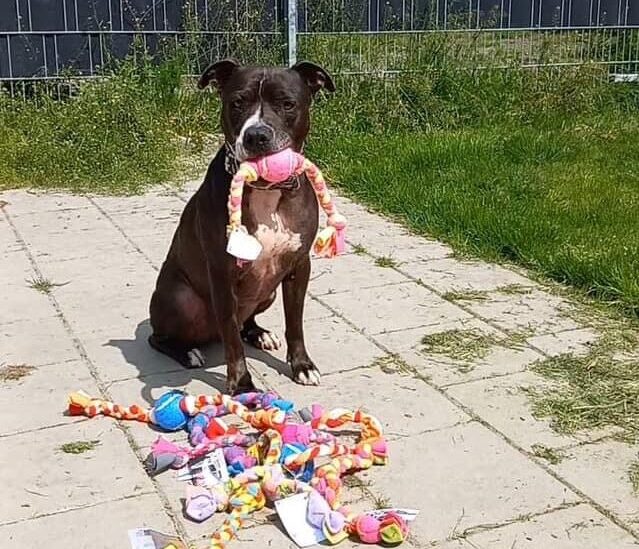 Kom Siem een 'hondje helpen' - Nieuwe Meerbode