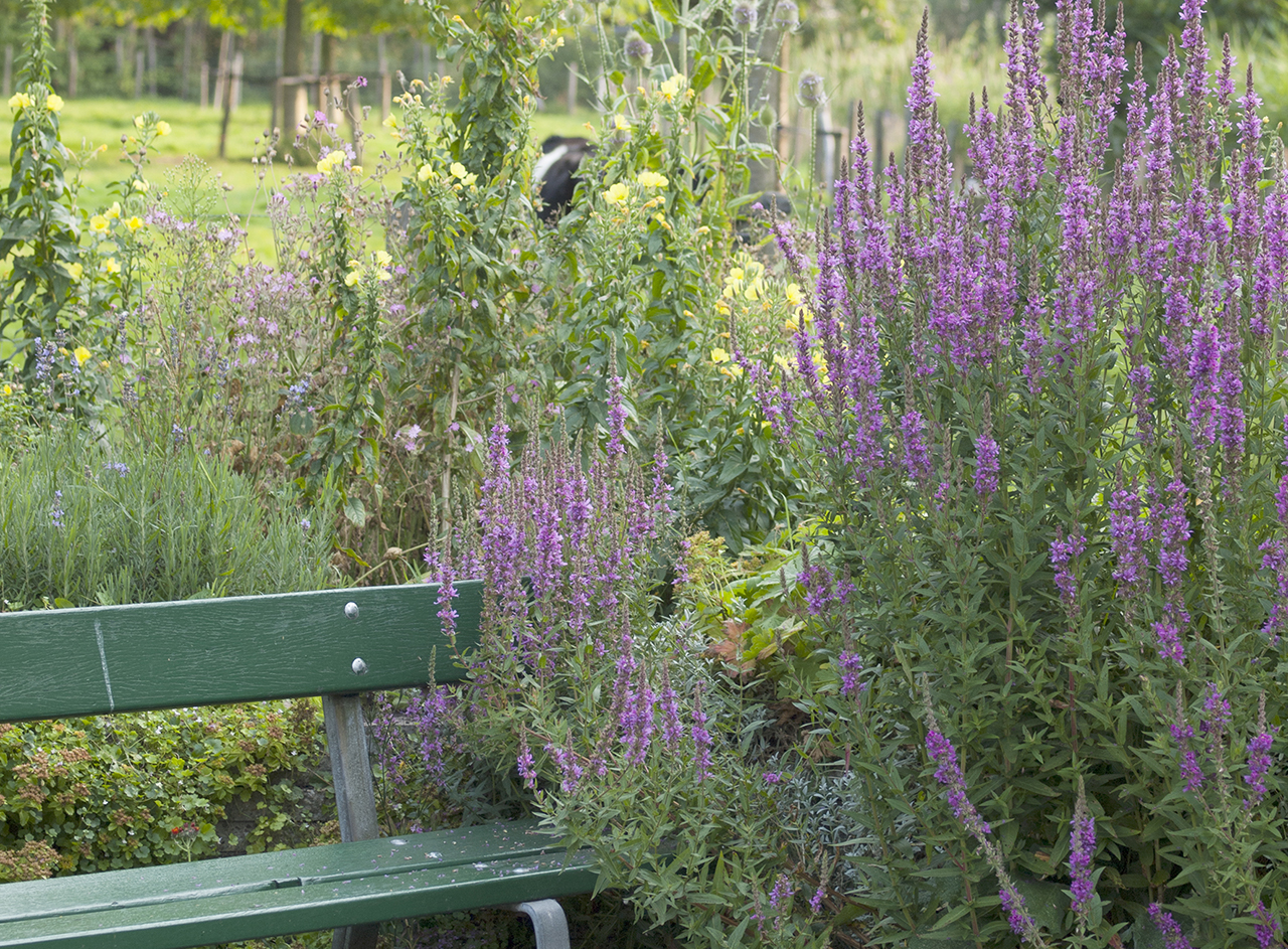 Open dag Tuin Bram de Groote - Nieuwe Meerbode