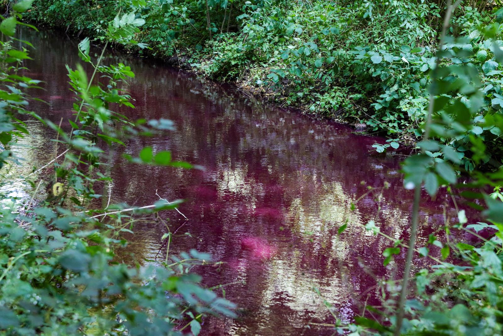 Sloot in Amsterdamse Bos roze gekleurd - Nieuwe Meerbode