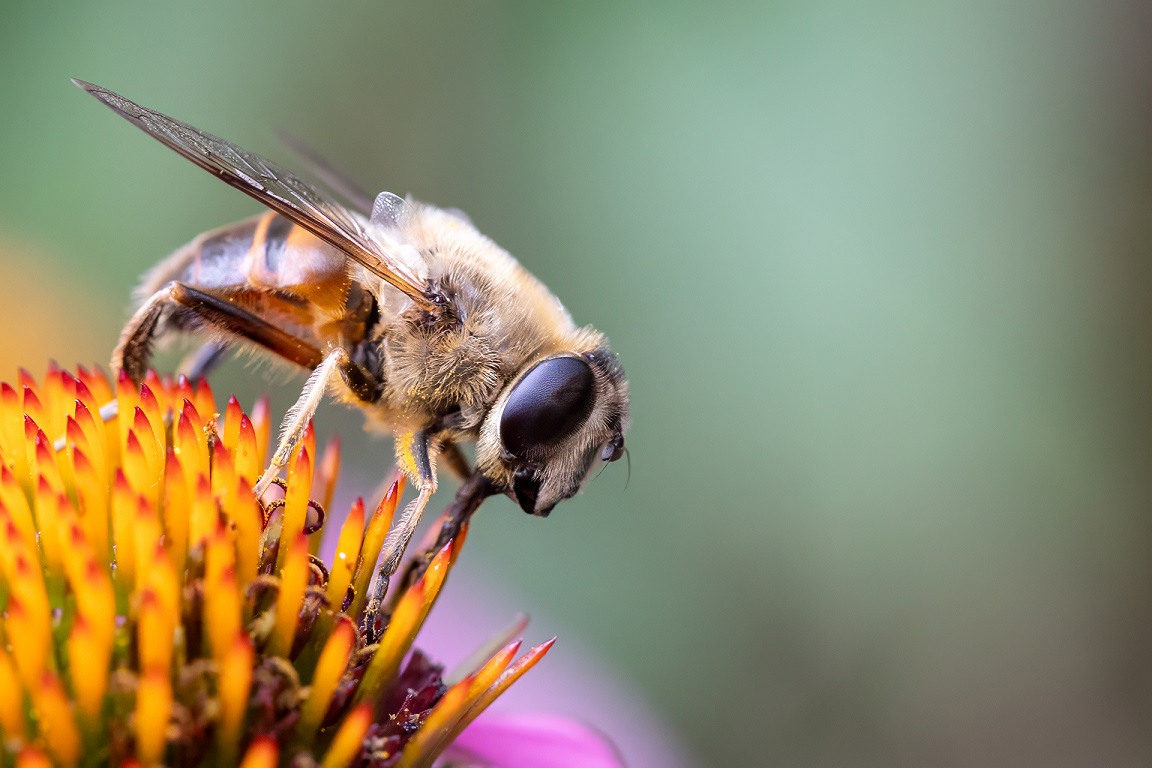 Insecten in beeld in de Historische Tuin - Nieuwe Meerbode