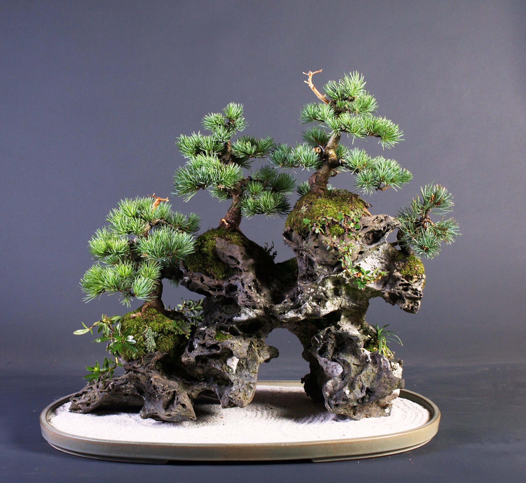 Bonsai demonstratie in het Flower Art Museum - Nieuwe Meerbode