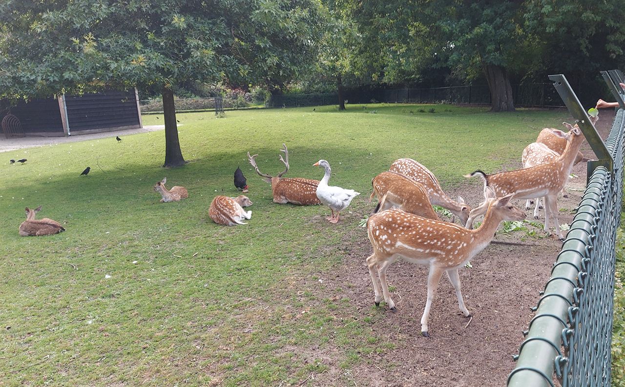 Wat eten herten graag? - Nieuwe Meerbode