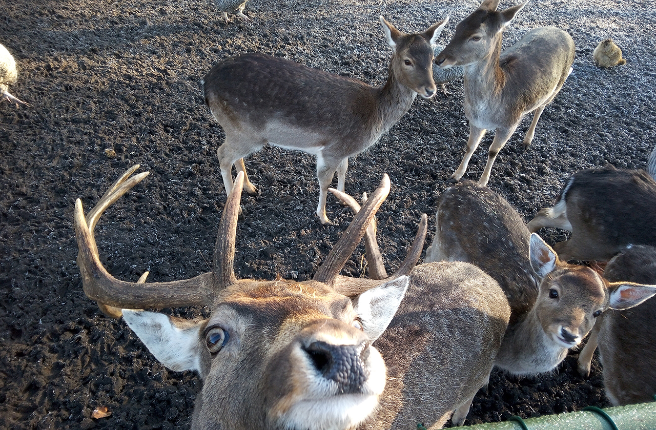 Wat herten eten - Nieuwe Meerbode