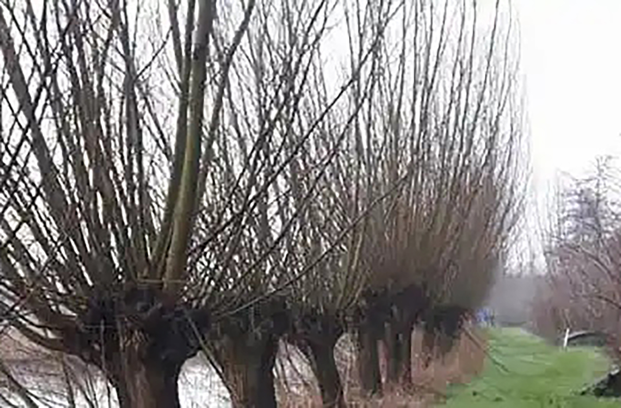 Wilgenknotten in het Enge Bos - Nieuwe Meerbode