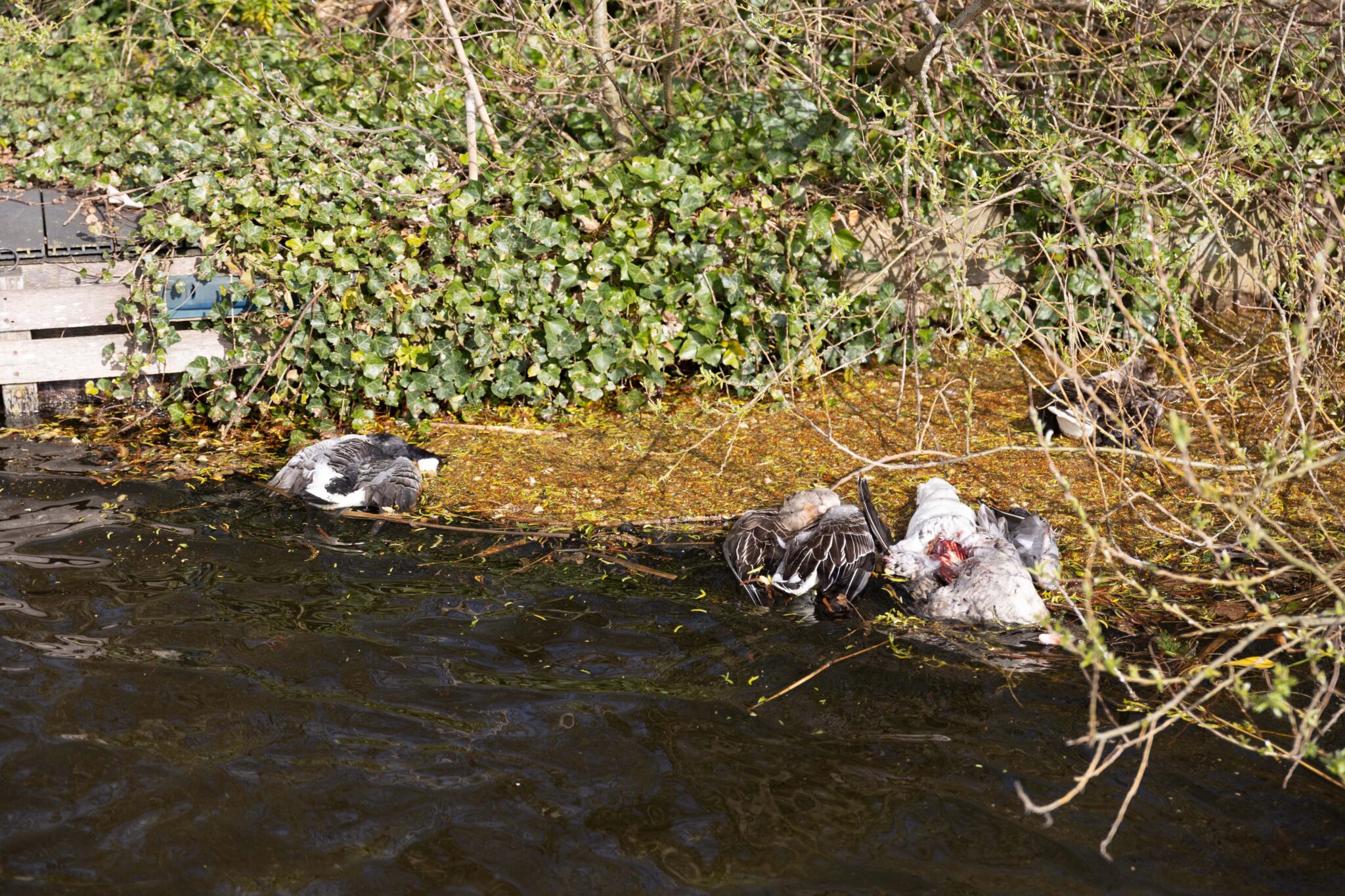 Dode ganzen aangetroffen op Westeinderplassen - Nieuwe Meerbode