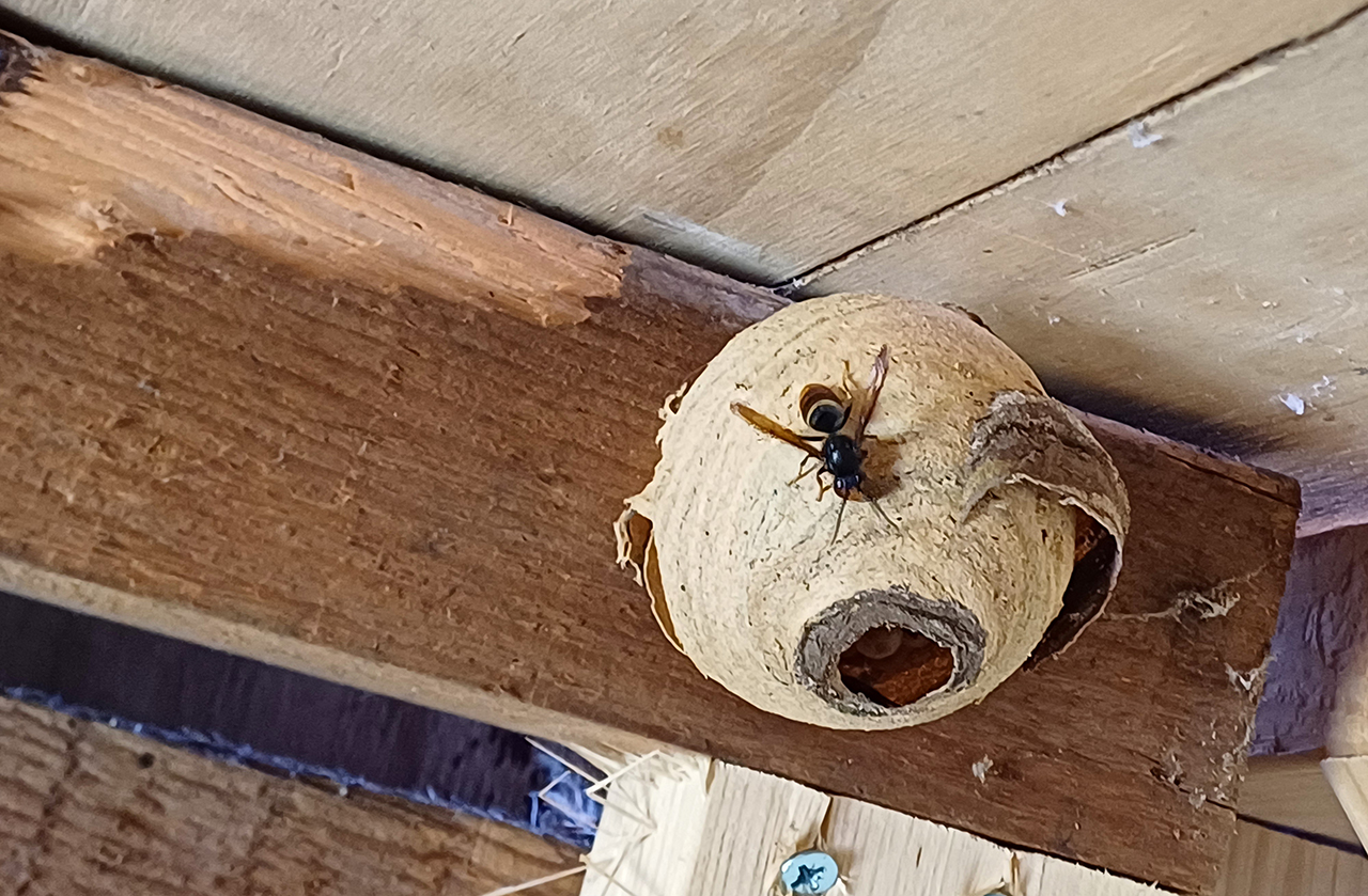 Aziatische hoornaar in De Kwakel - Nieuwe Meerbode