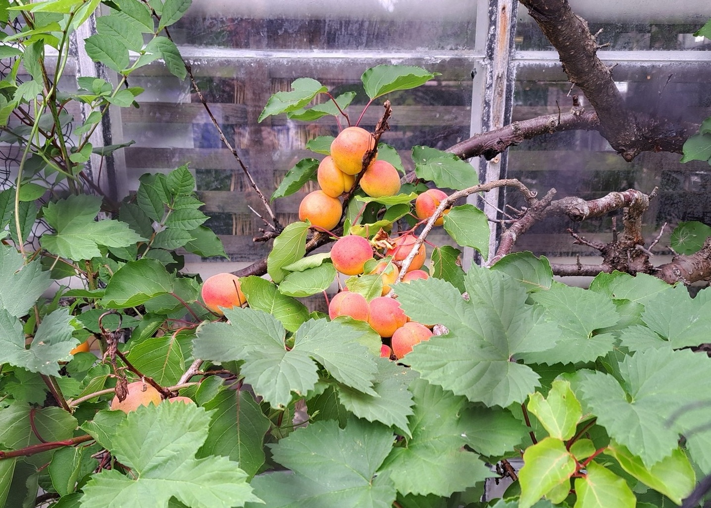 High tea Historische Tuin met producten van eigen bodem - Nieuwe Meerbode