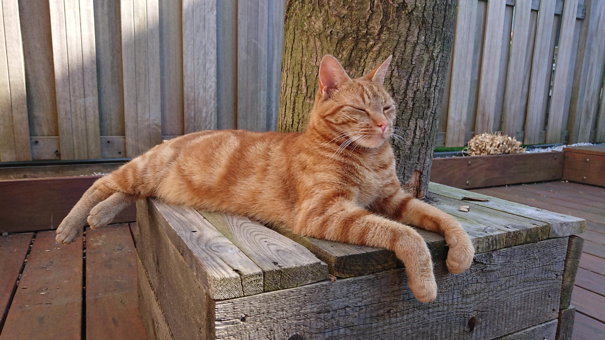 Vermist uit Rozenhof: Kat Binkie - Nieuwe Meerbode