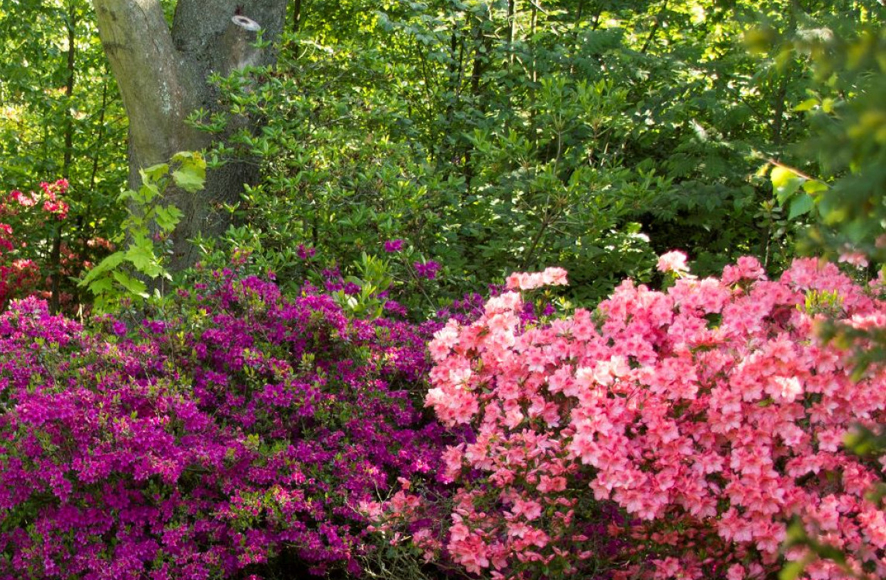 Open Dag Tuin Bram de Groote - Nieuwe Meerbode